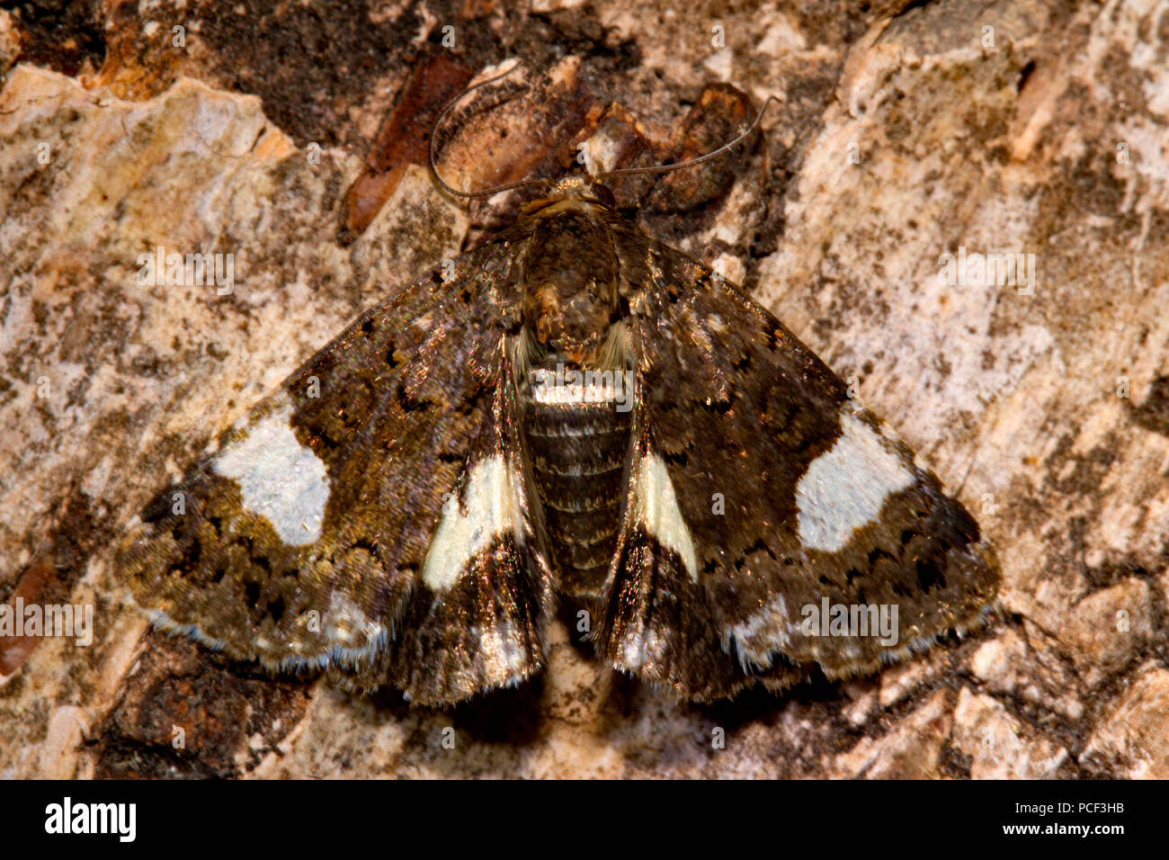 Spotted moths hi-res stock photography and images - Alamy