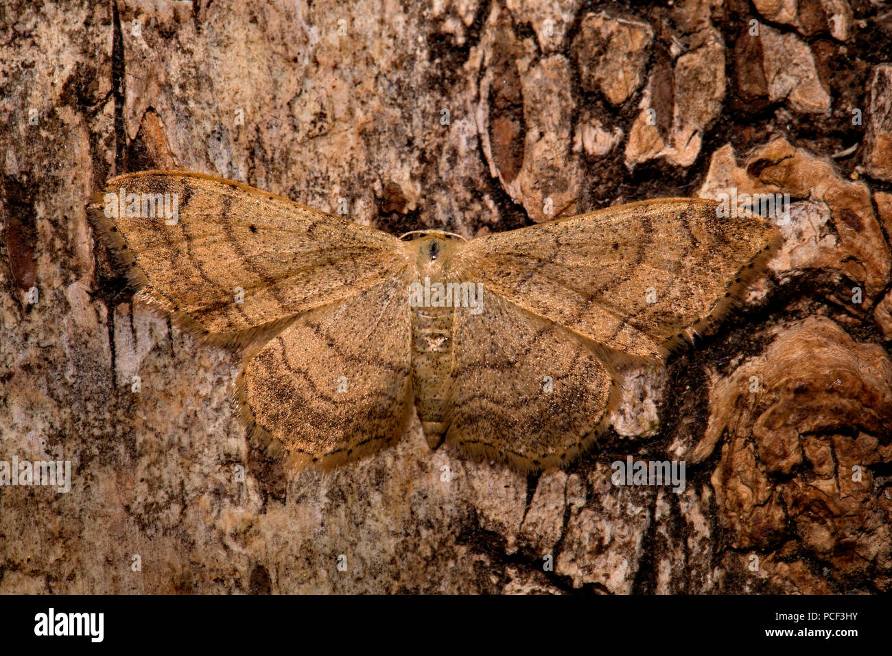 riband wave moth, (Idaea aversata Stock Photo - Alamy