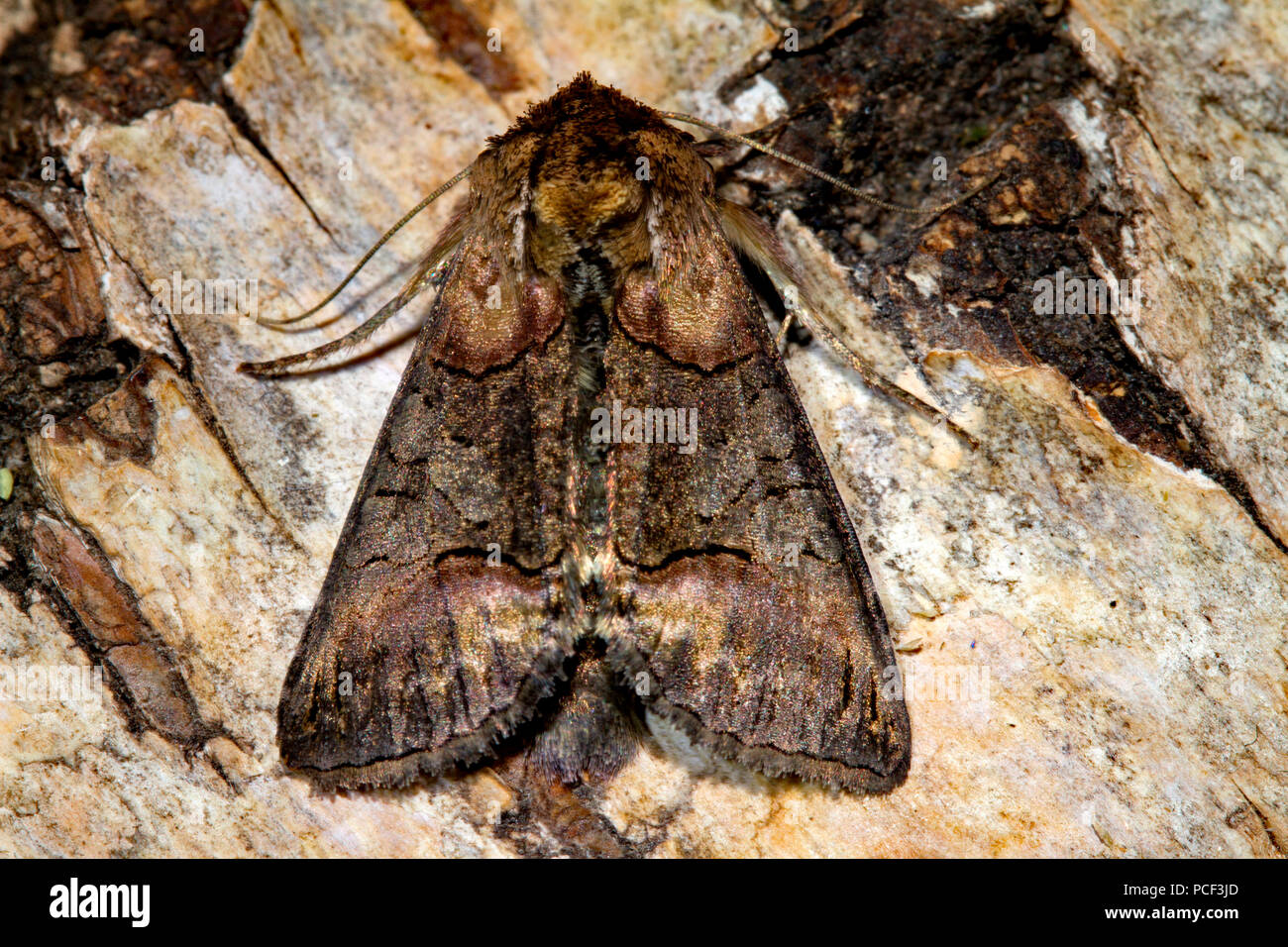 Spectacle Moth Stock Photos & Spectacle Moth Stock Images - Alamy