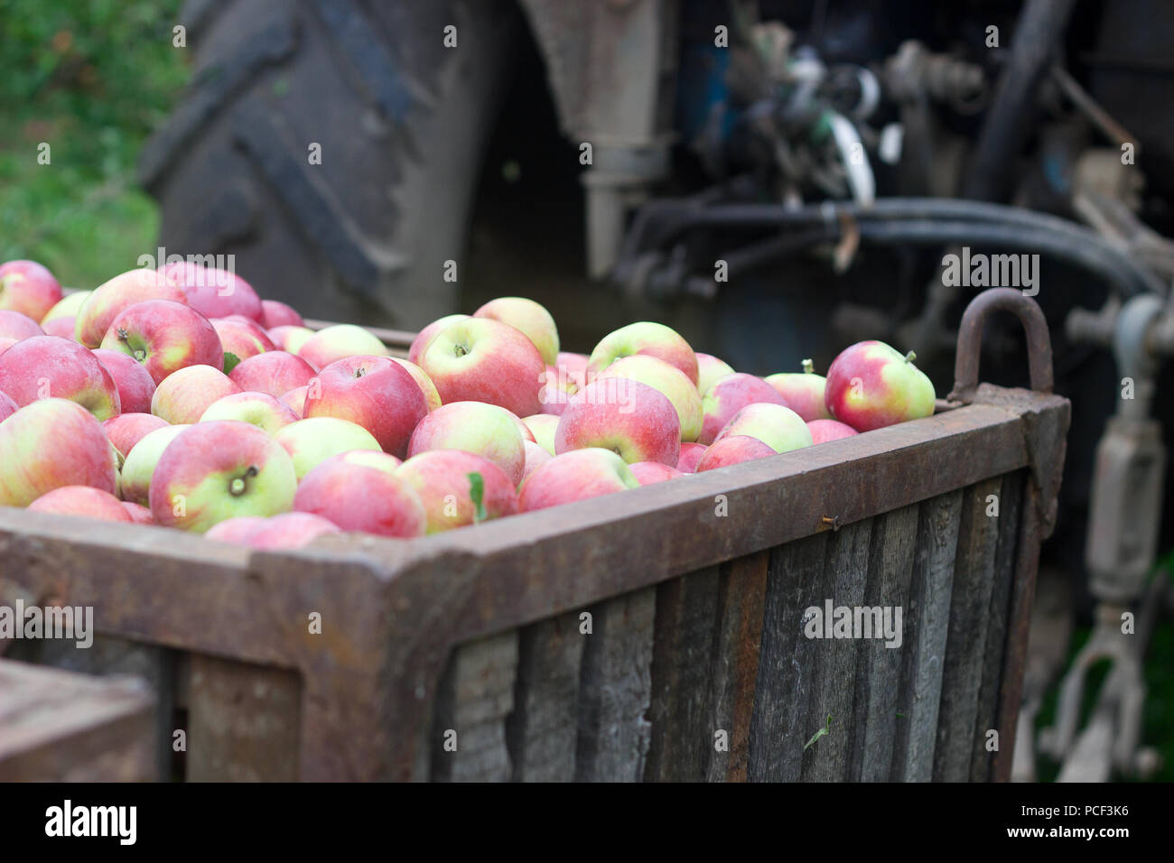 Containers full of apples hi-res stock photography and images - Alamy