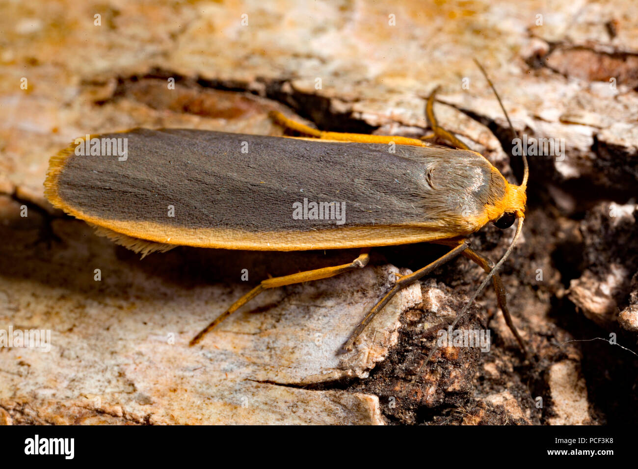 common footman moth, (Eilema lurideola Stock Photo - Alamy