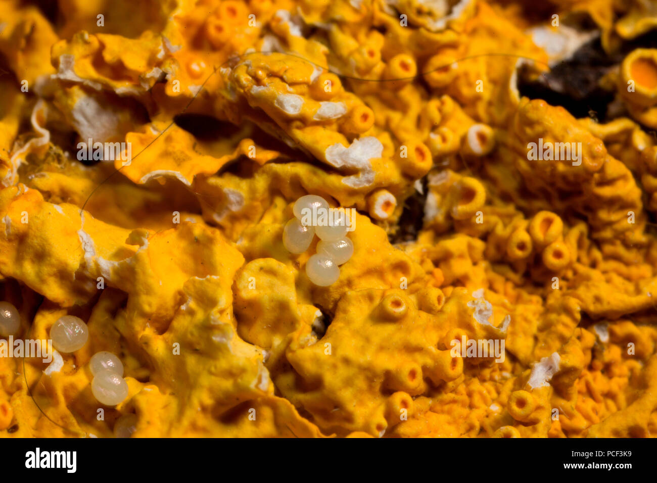 common footman moth, eggs, (Eilema lurideola Stock Photo - Alamy