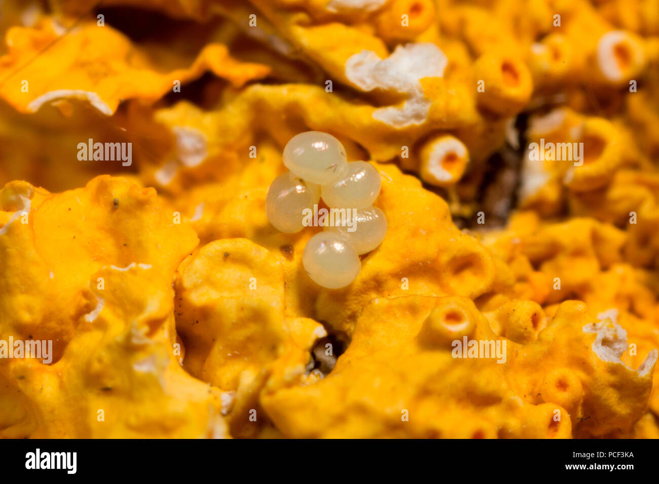 common footman moth, eggs, (Eilema lurideola Stock Photo - Alamy