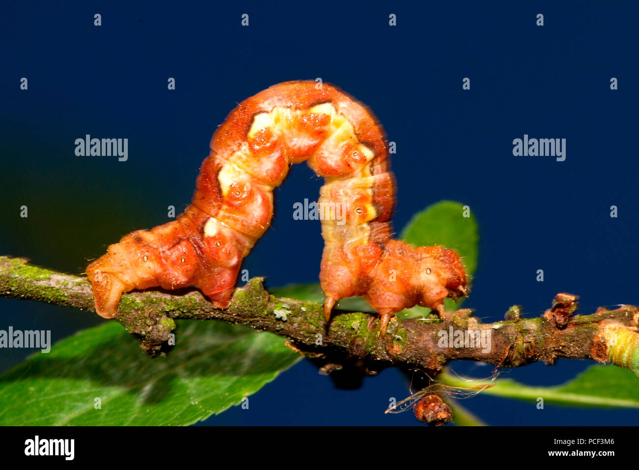 Mottled Umber Moth Caterpillar High Resolution Stock Photography and ...