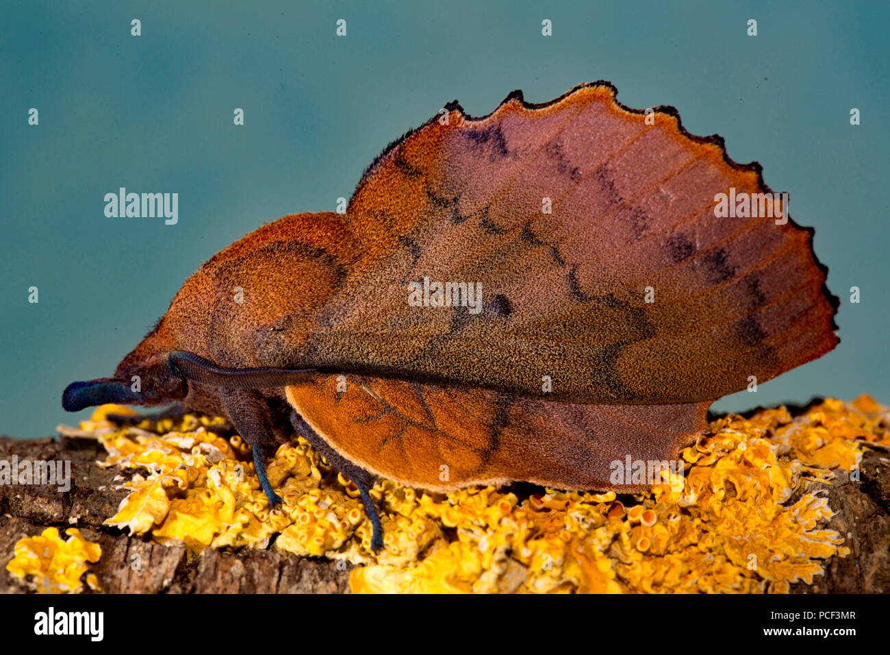 Lappet moth hi-res stock photography and images - Alamy