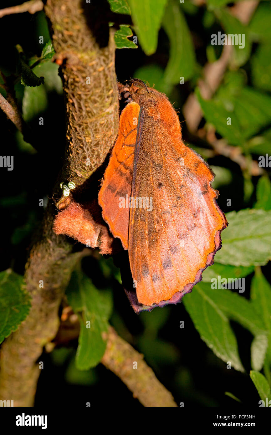 Lappet moth hi-res stock photography and images - Alamy