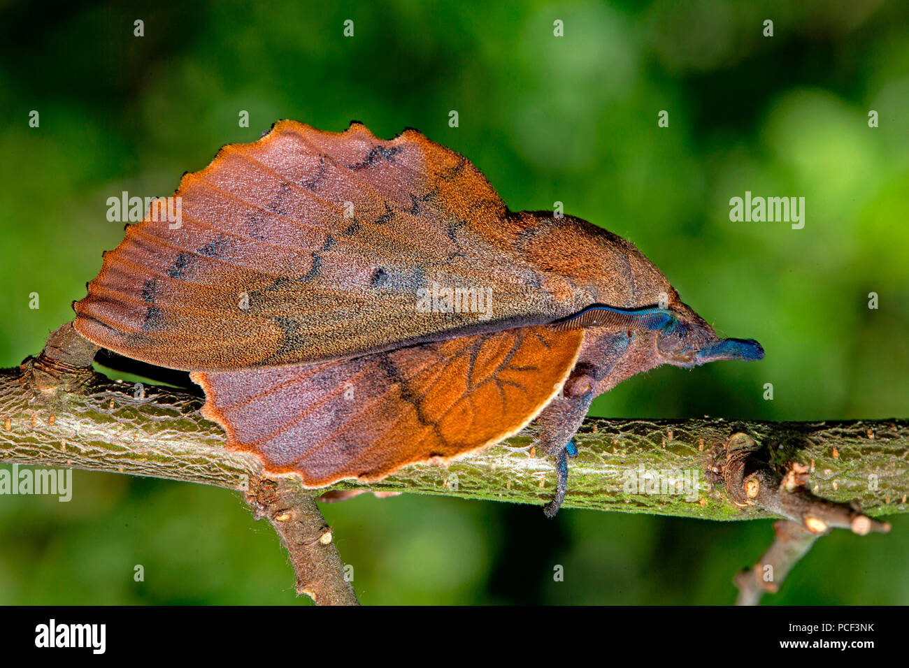 Lappet moth hi-res stock photography and images - Alamy
