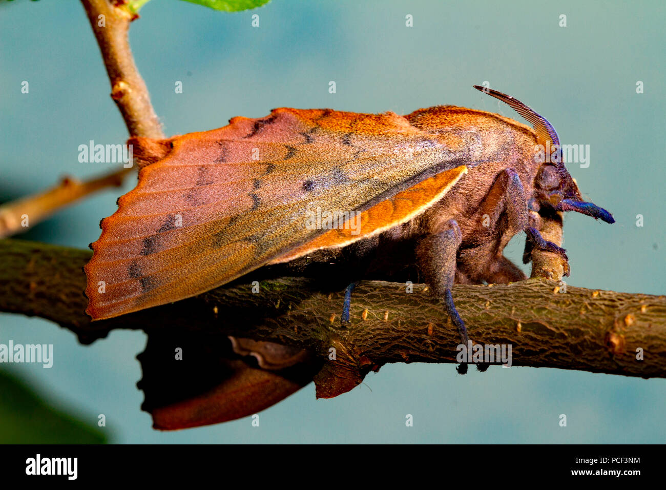 Lappet moth hi-res stock photography and images - Alamy