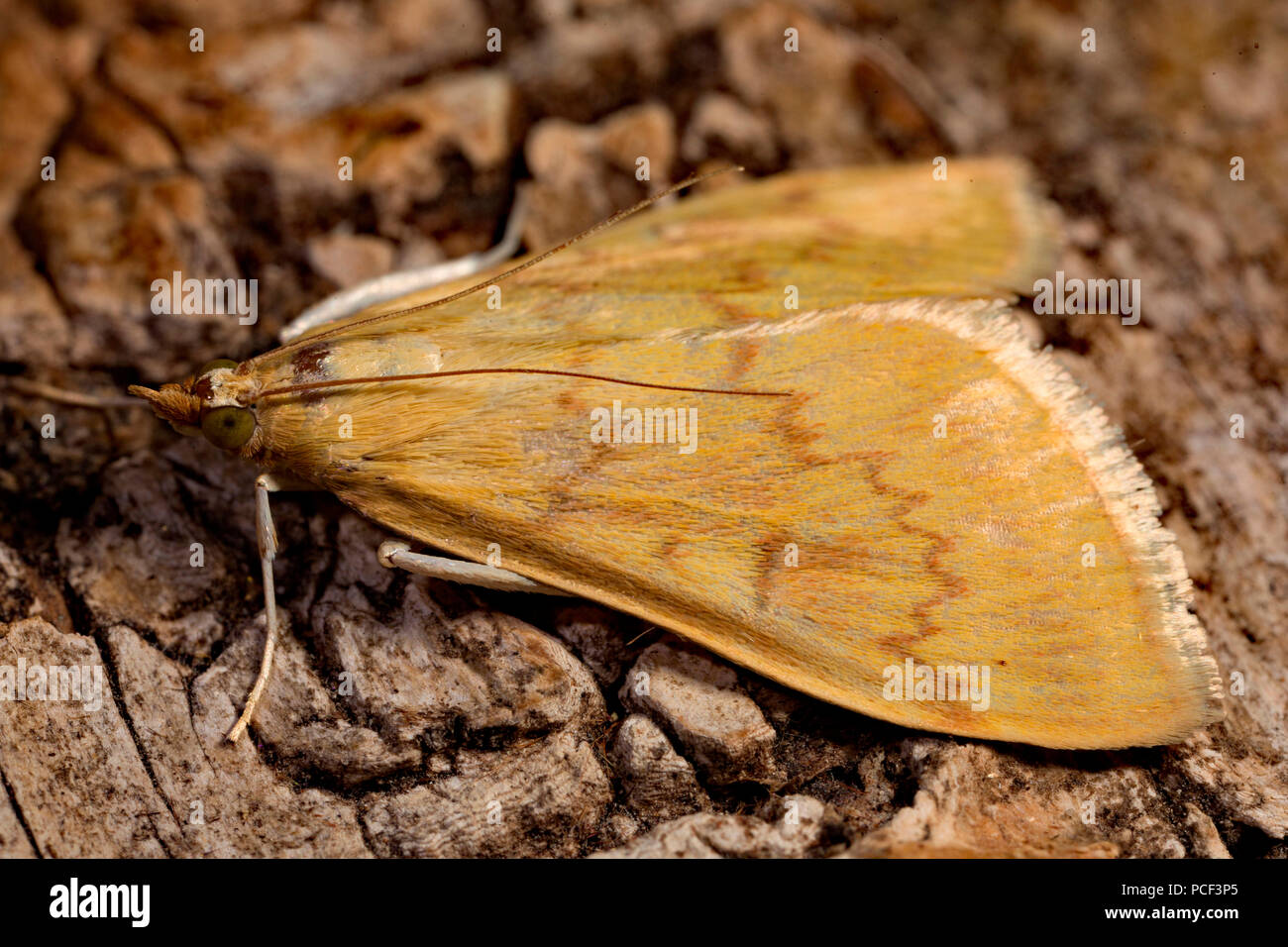 Corn borer hi-res stock photography and images - Alamy