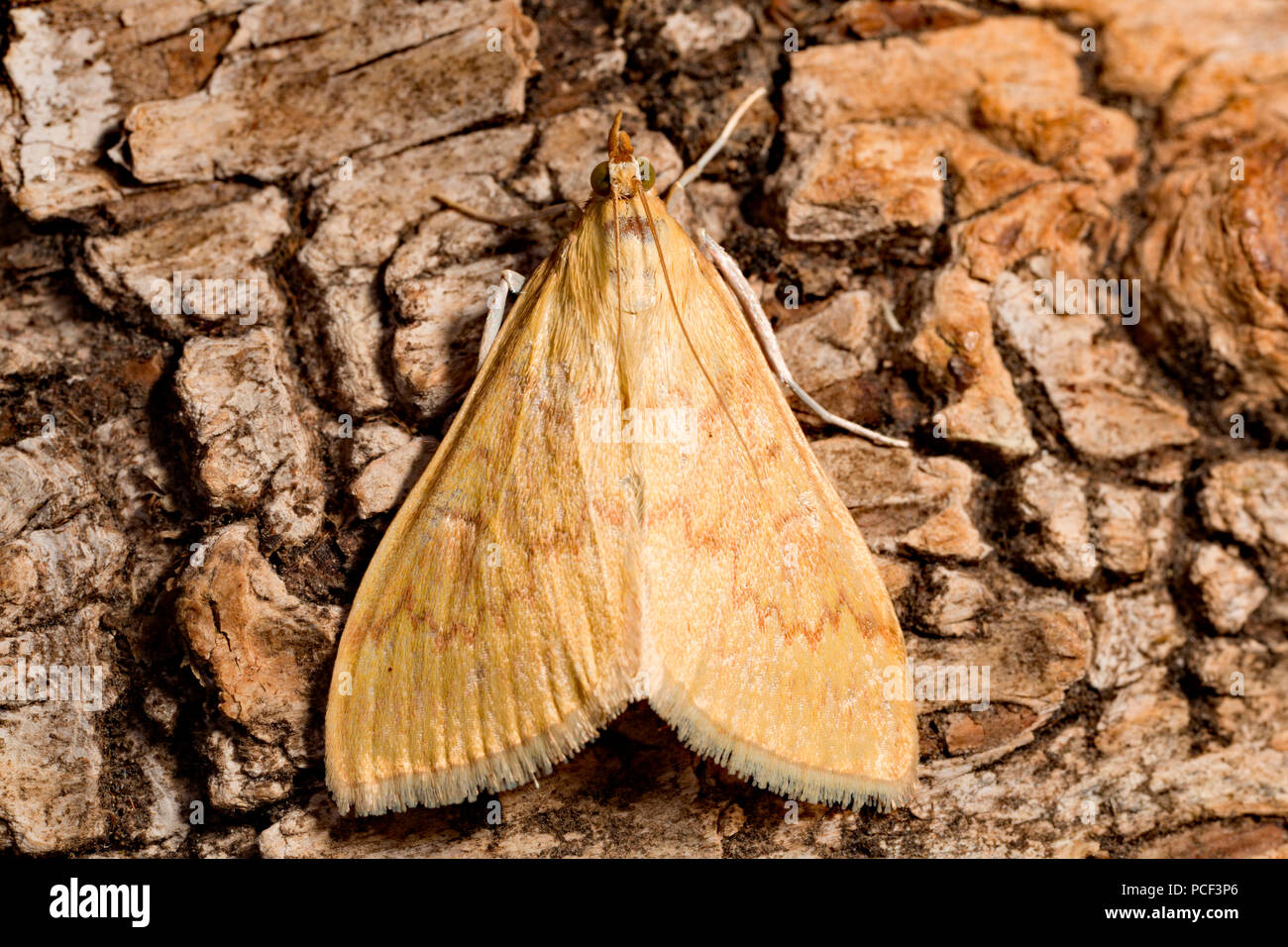 european corn worm, (Ostrinia nubilalis Stock Photo - Alamy