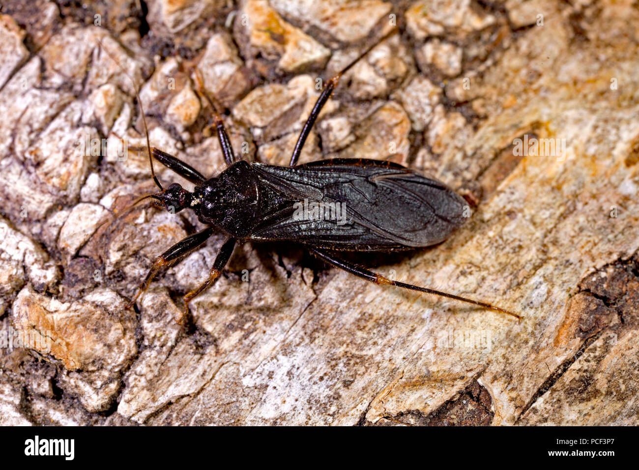 Masked hunters reduvius personatus hi-res stock photography and images ...