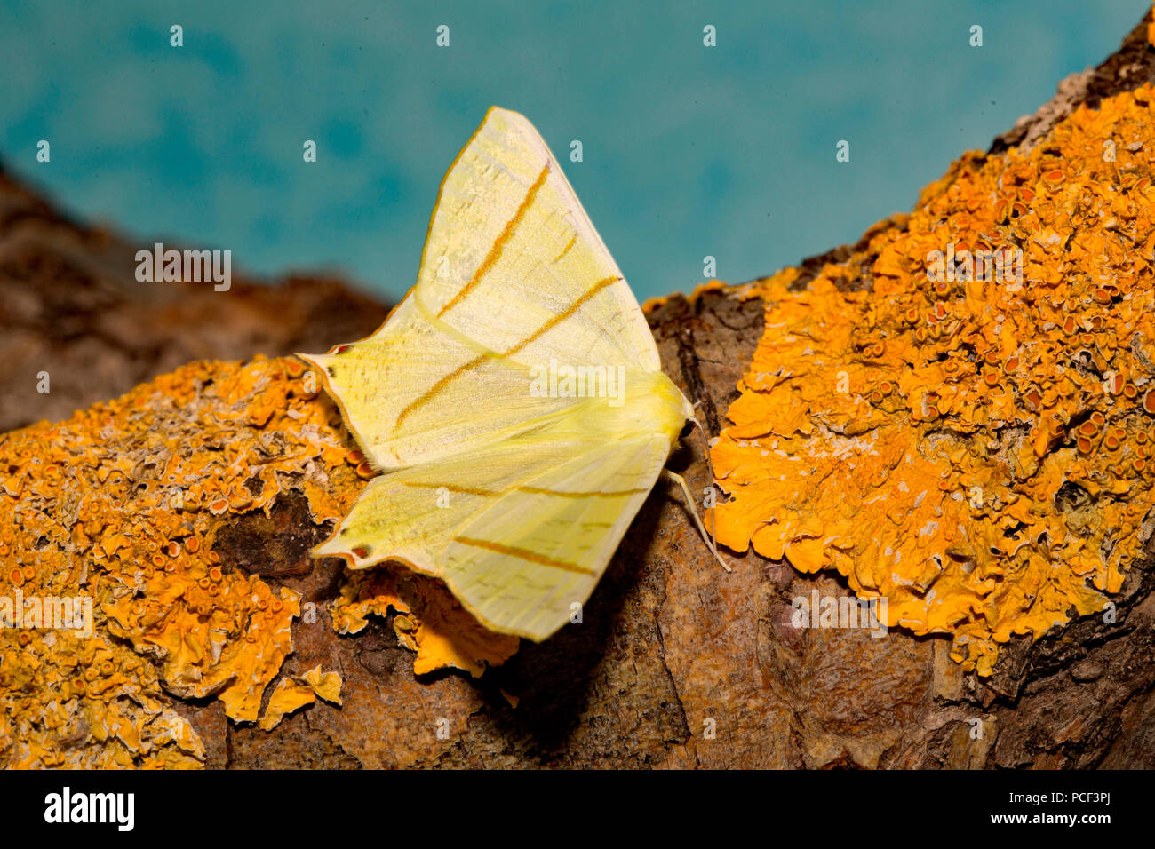 Swallow tailed moth hi-res stock photography and images - Alamy