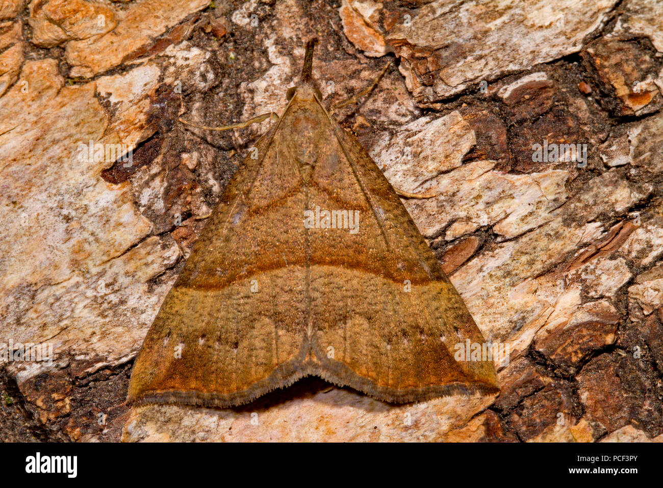 Snout moths moth hi-res stock photography and images - Alamy