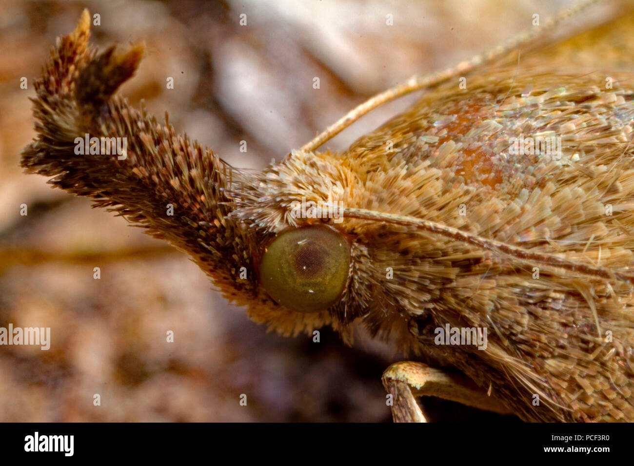 Snout moths hi-res stock photography and images - Alamy