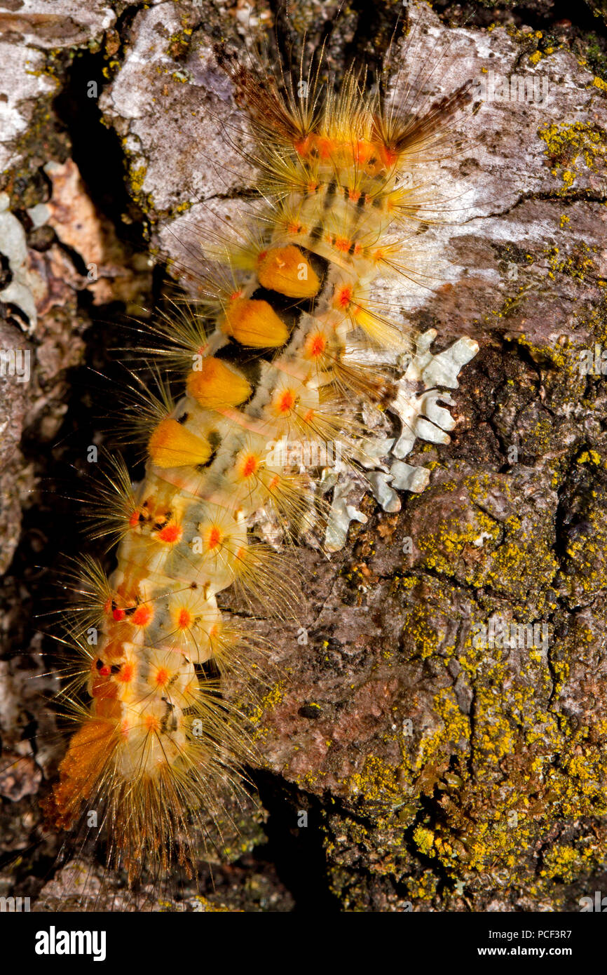 rusty tussock moth, caterpillar, (Orgyia antiqua Stock Photo - Alamy