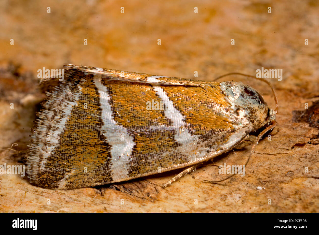 silver barred moth, (Deltote bankiana Stock Photo - Alamy