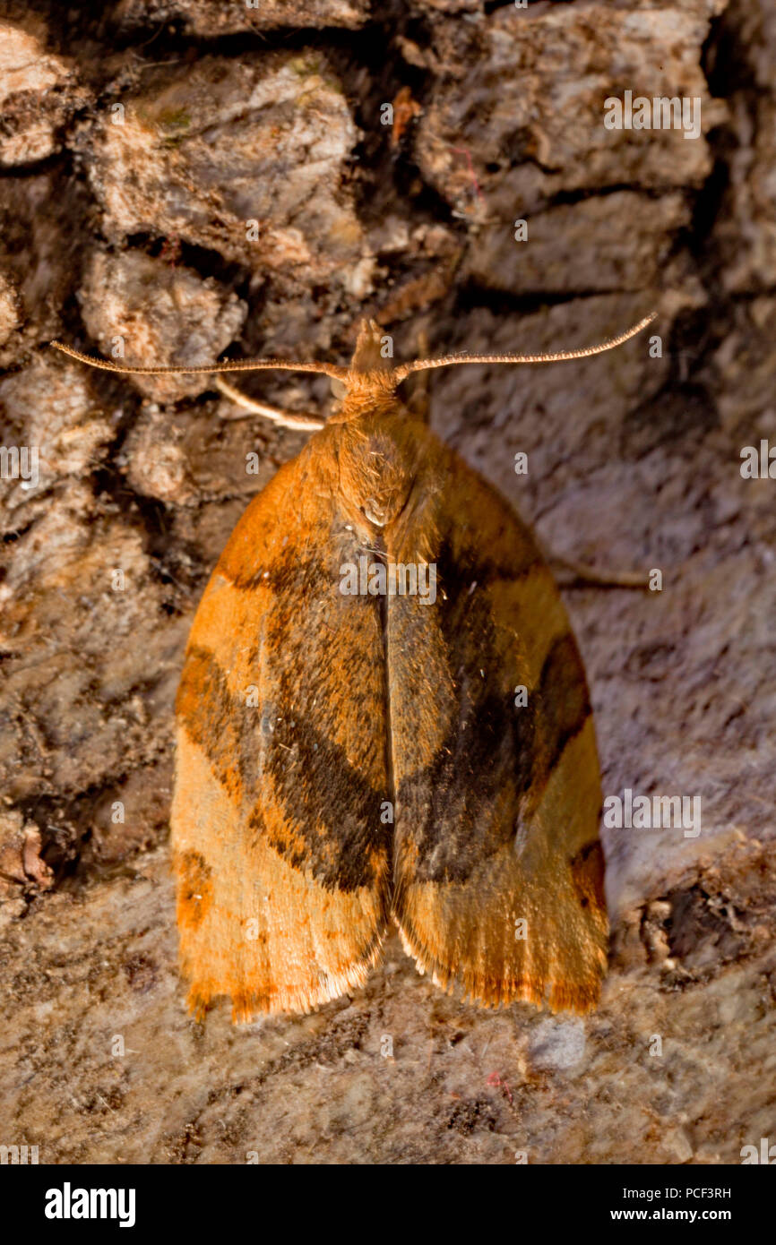 barred fruit-tree tortrix moth, (Pandemis cerasana Stock Photo - Alamy