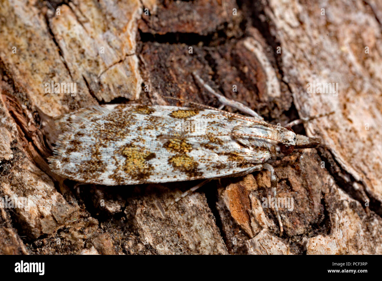 meadow grey moth, (Scoparia pyralella Stock Photo - Alamy