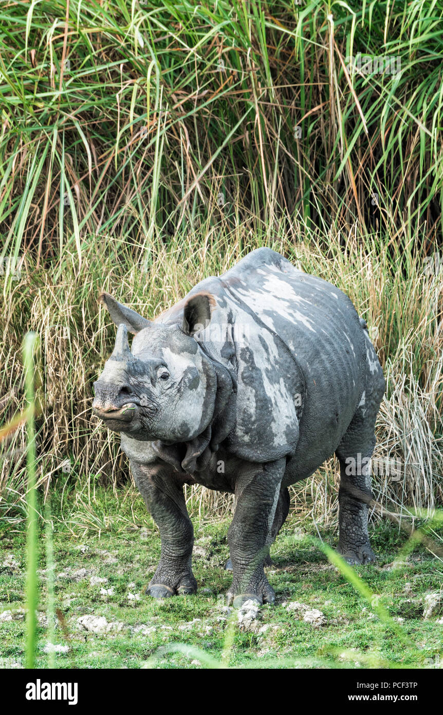 Male Indian rhinoceros (Rhinoceros unicornis) in elephant grass ...