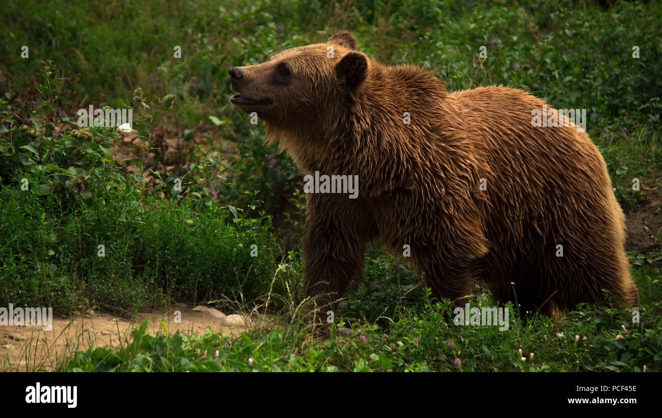 Food in the forest hi-res stock photography and images - Alamy