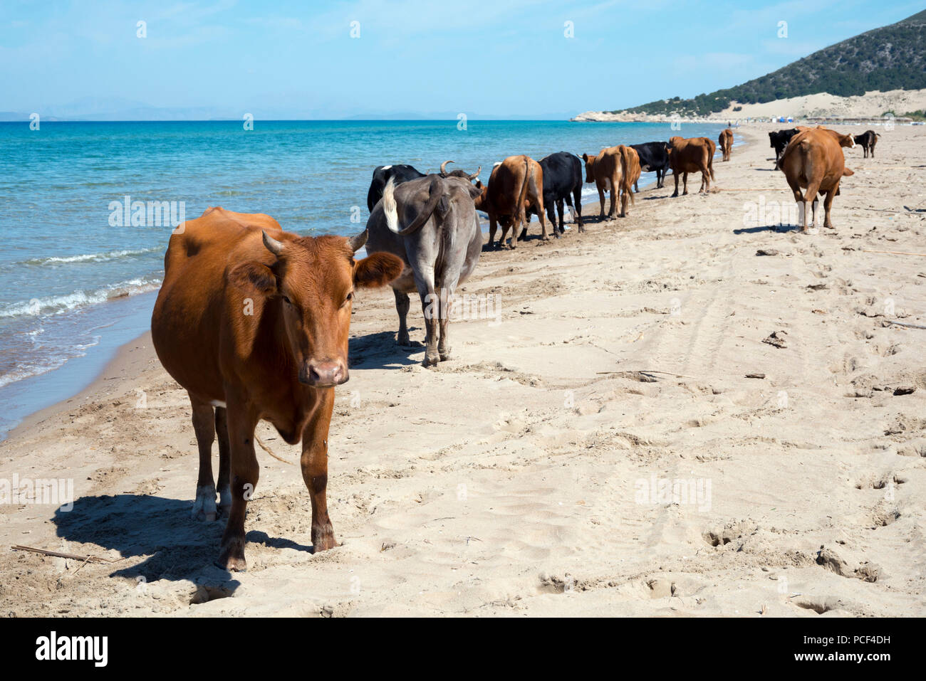 Kalogria beach peloponnese hi-res stock photography and images - Alamy