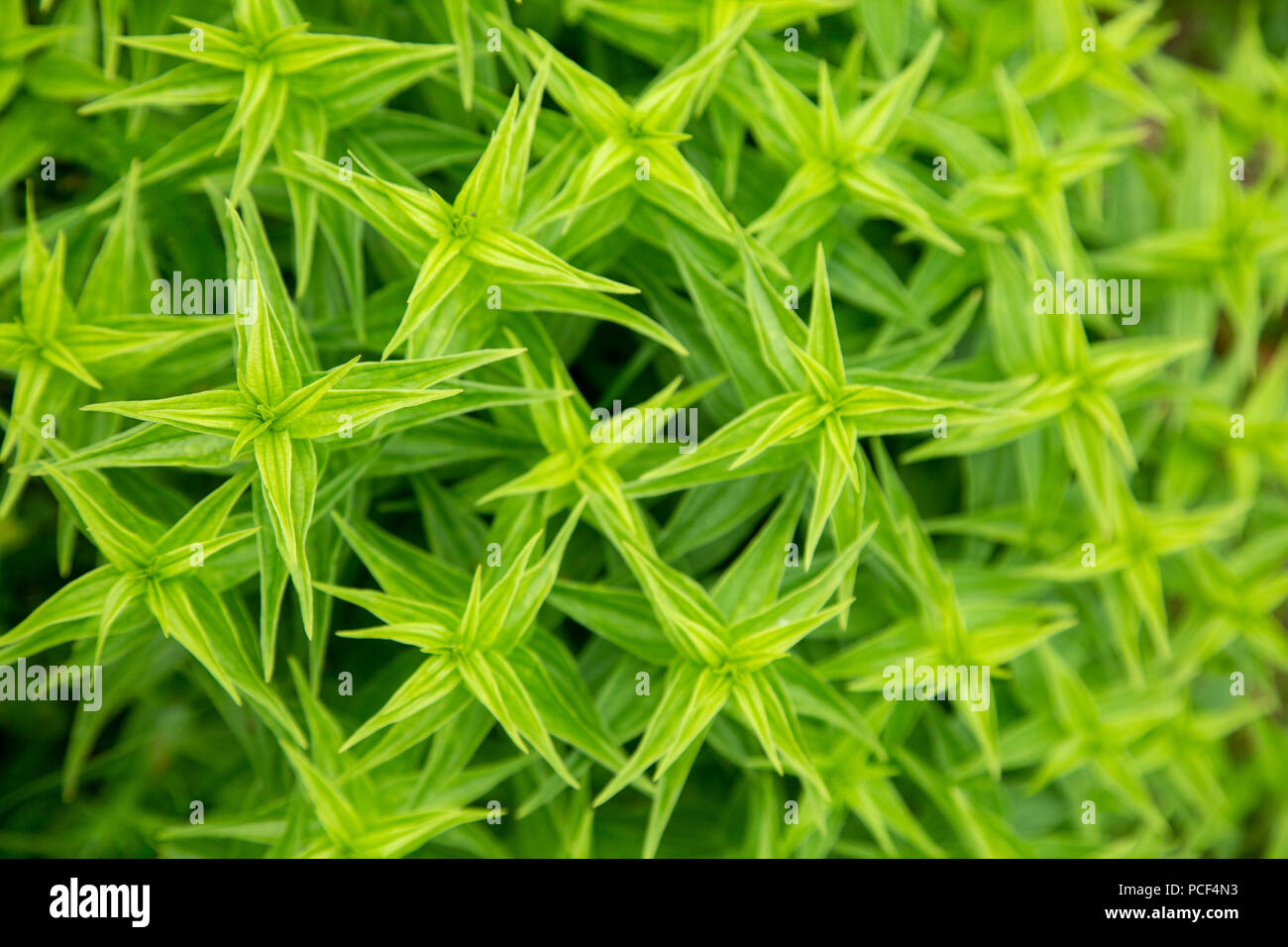 Texture of green pointed leaves of a growing plant. Top view Stock ...