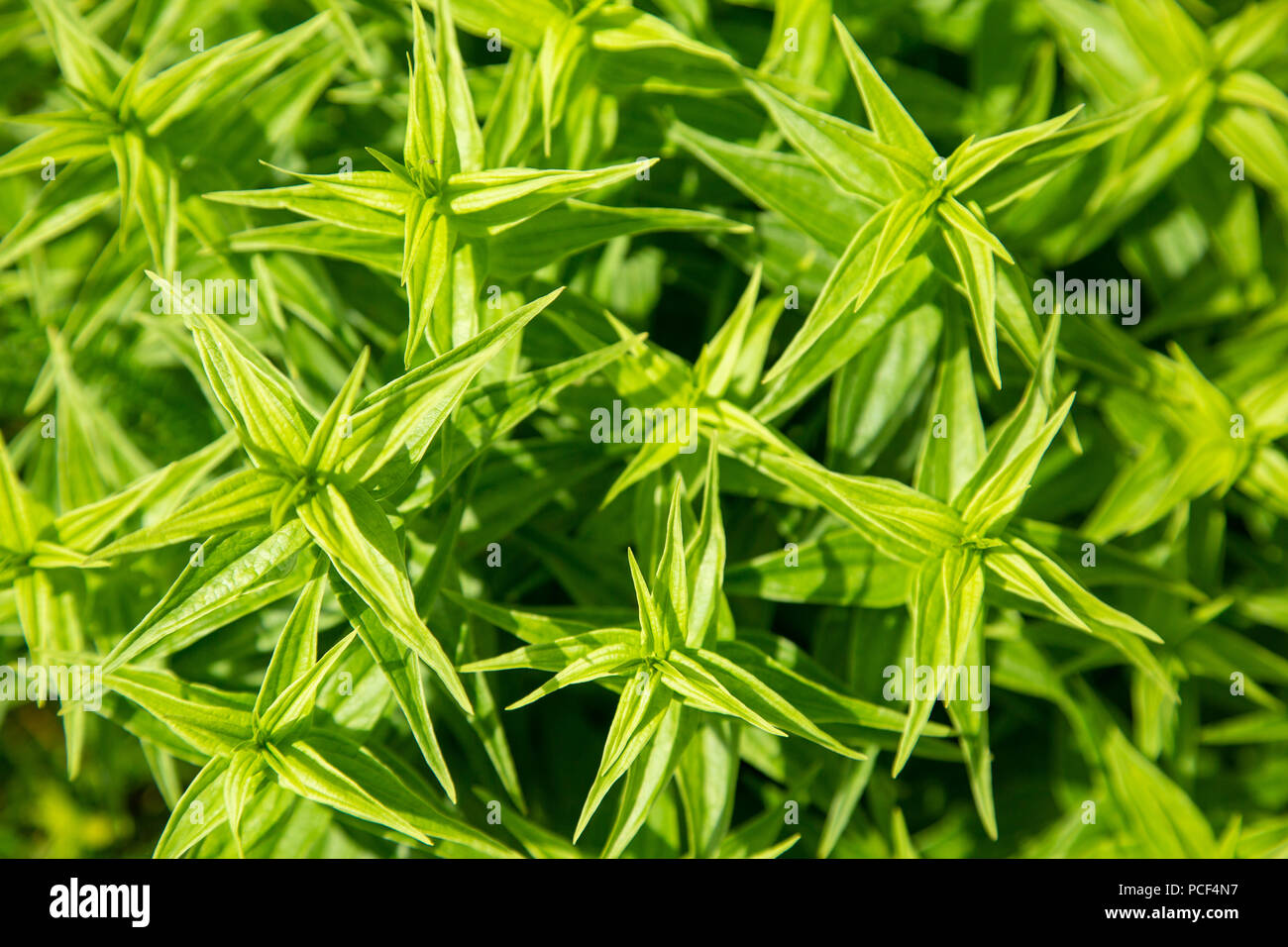 Texture of green pointed leaves of a growing plant. Top view Stock ...