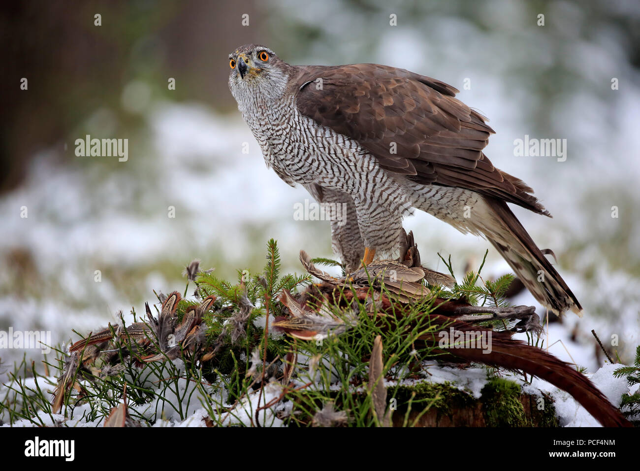 Goshawk High Resolution Stock Photography and Images - Alamy