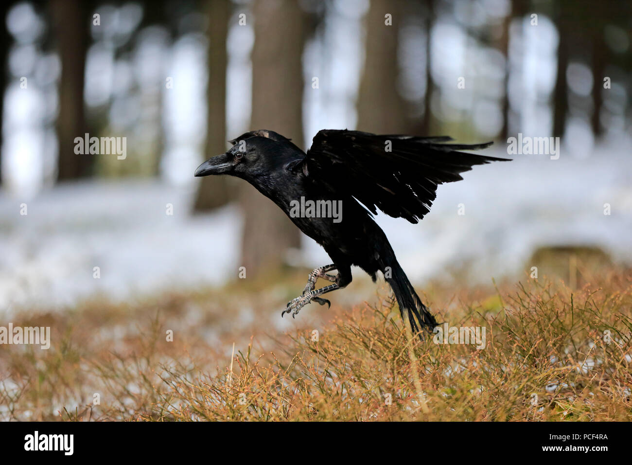 Common raven in full flight hi-res stock photography and images - Alamy