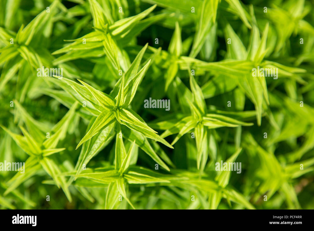 Texture of green pointed leaves of a growing plant. Top view Stock ...