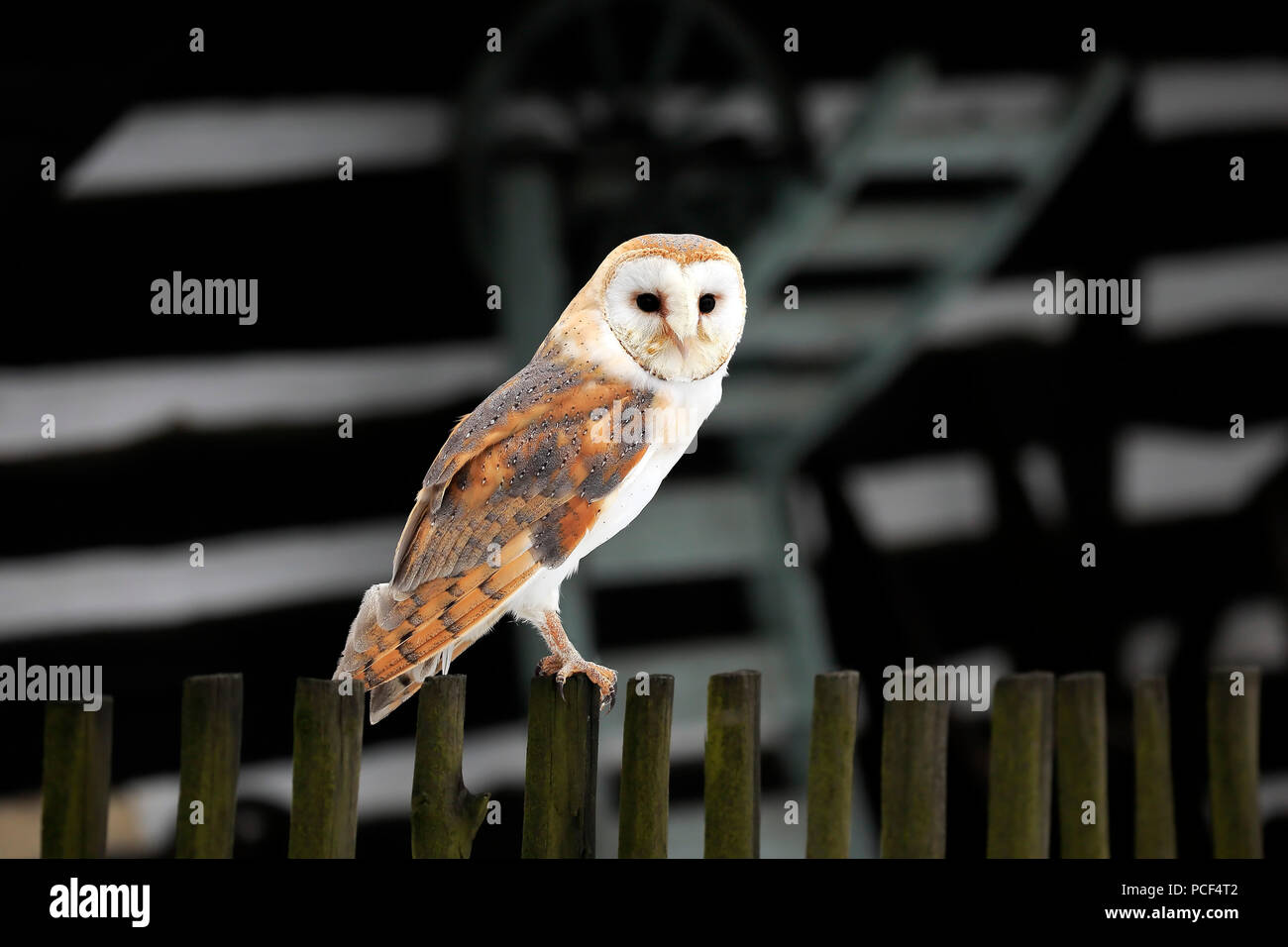 Barn owls hi-res stock photography and images - Alamy