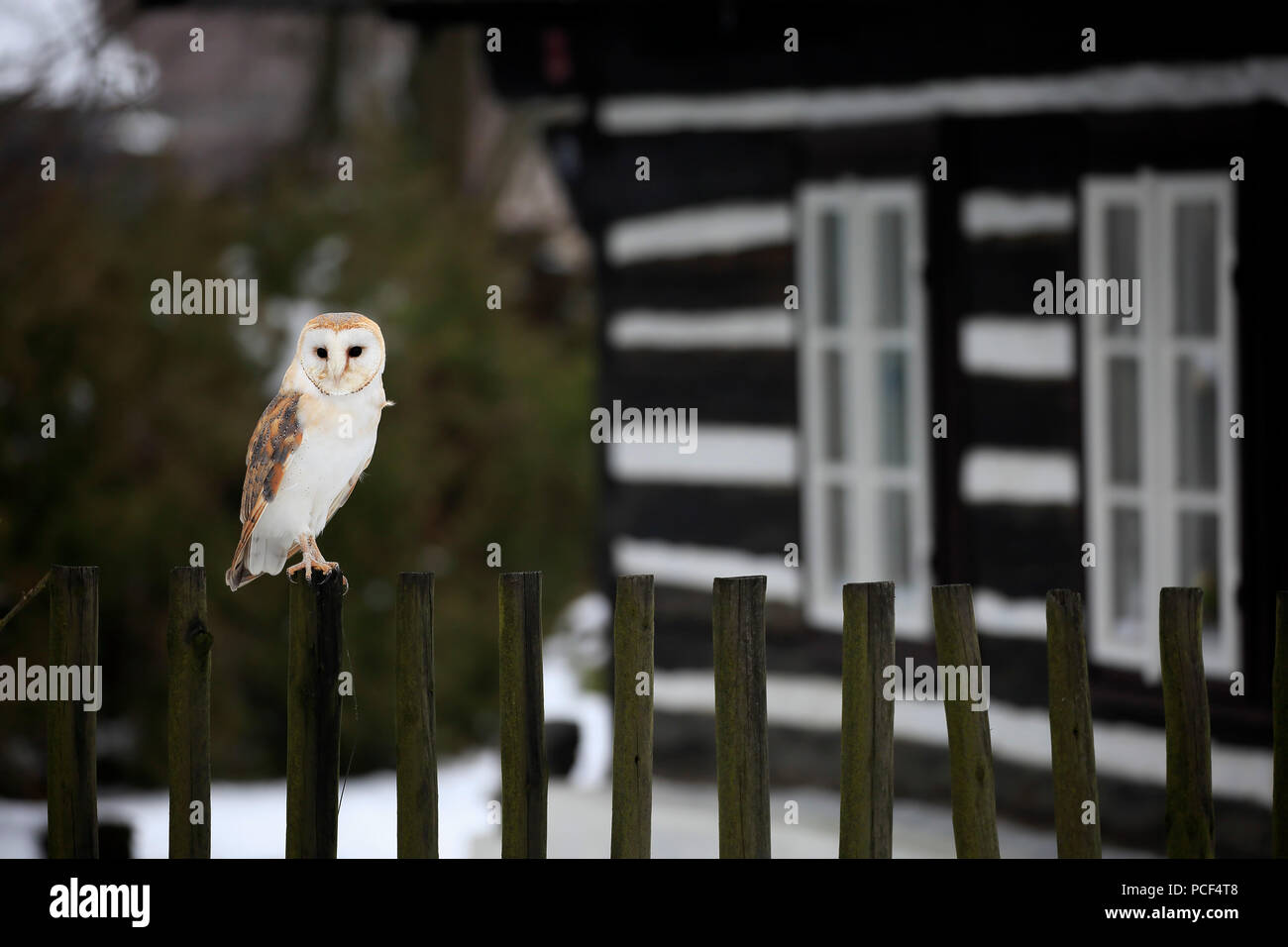 Barn Owl, adult, Zdarske Vrchy, Bohemian-Moravian Highlands, Czech ...