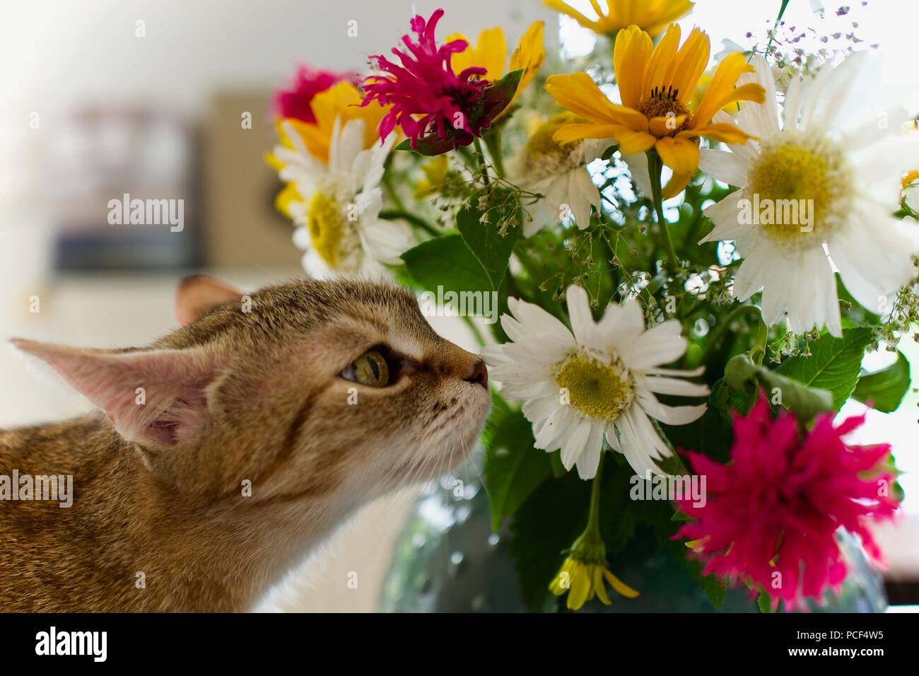 Cat sniffing colorful flowers Stock Photo - Alamy