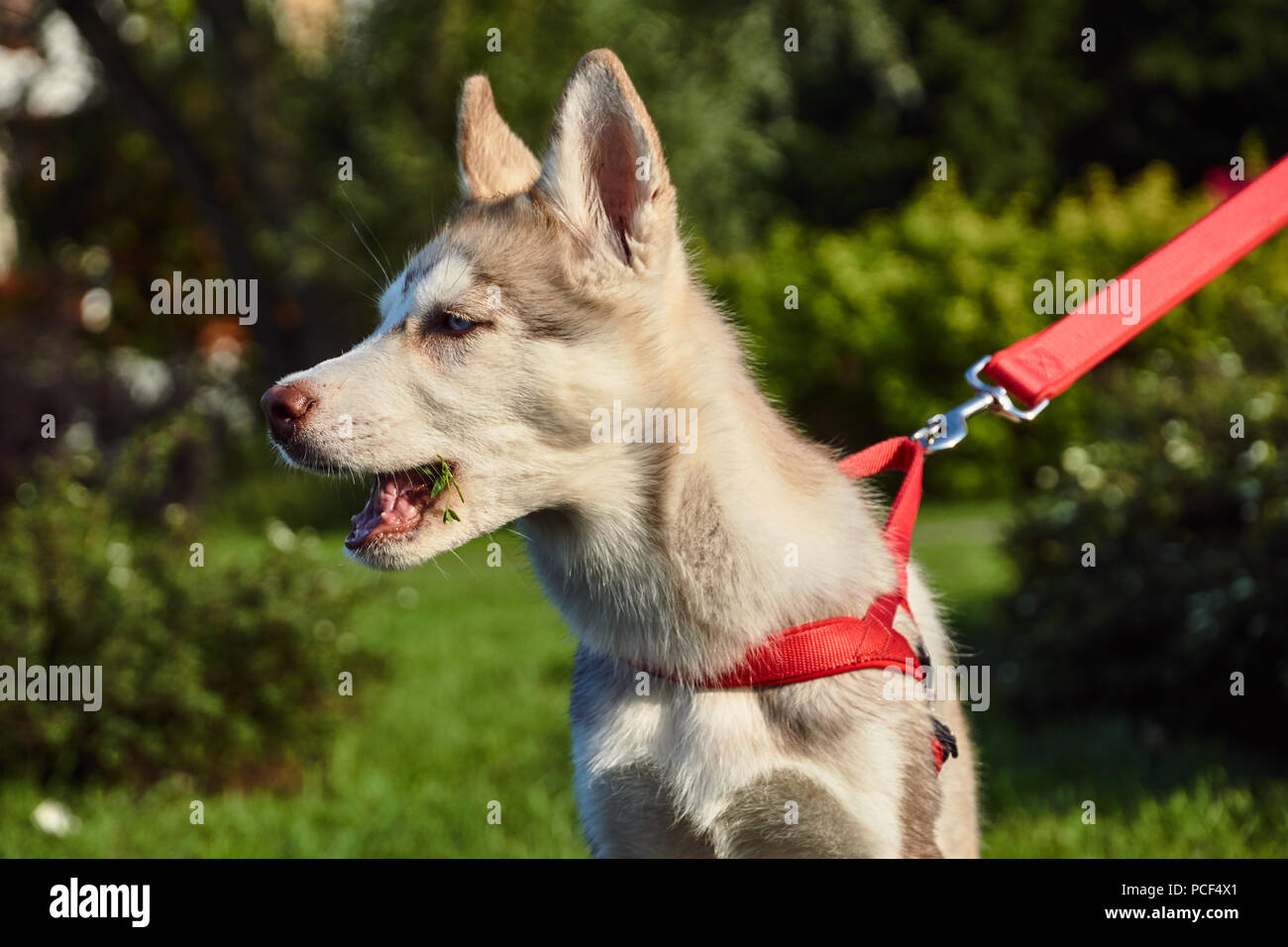 Portrait of a young Siberian husky dog Stock Photo - Alamy