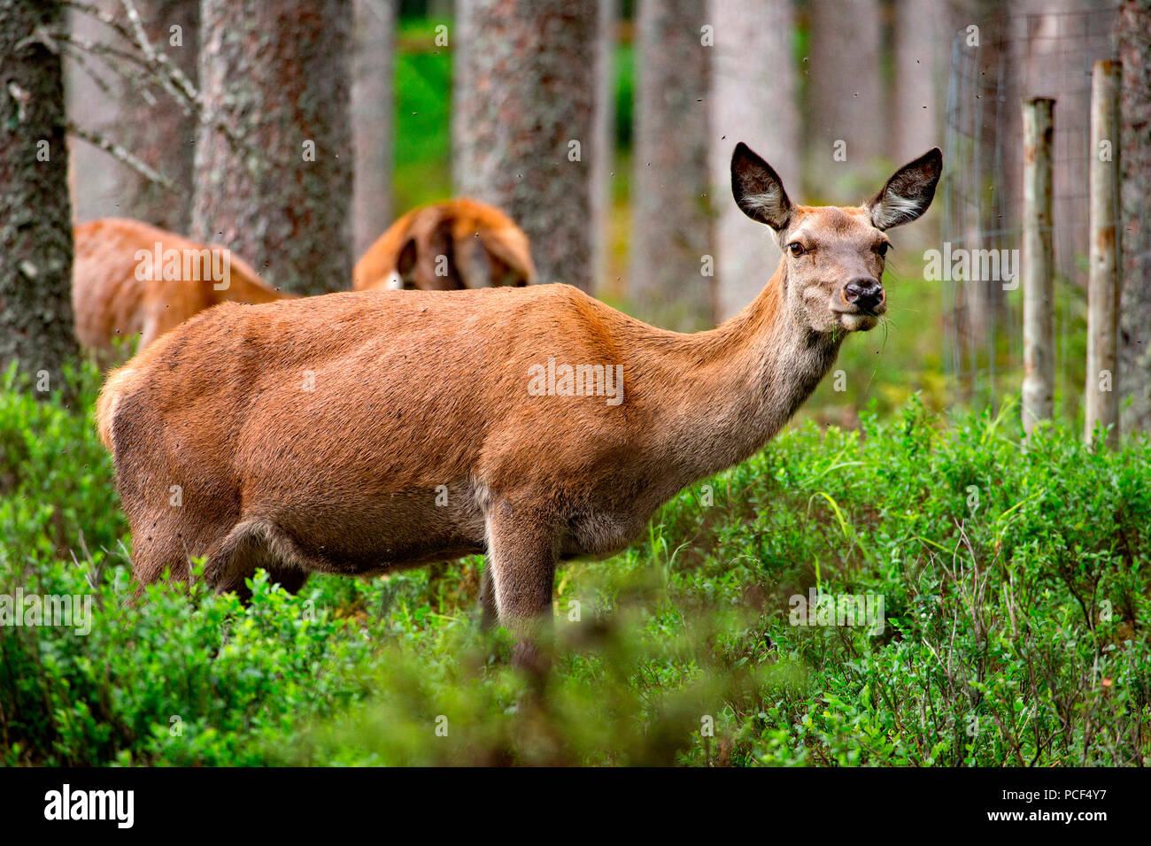 Red deer, germany hi-res stock photography and images - Alamy