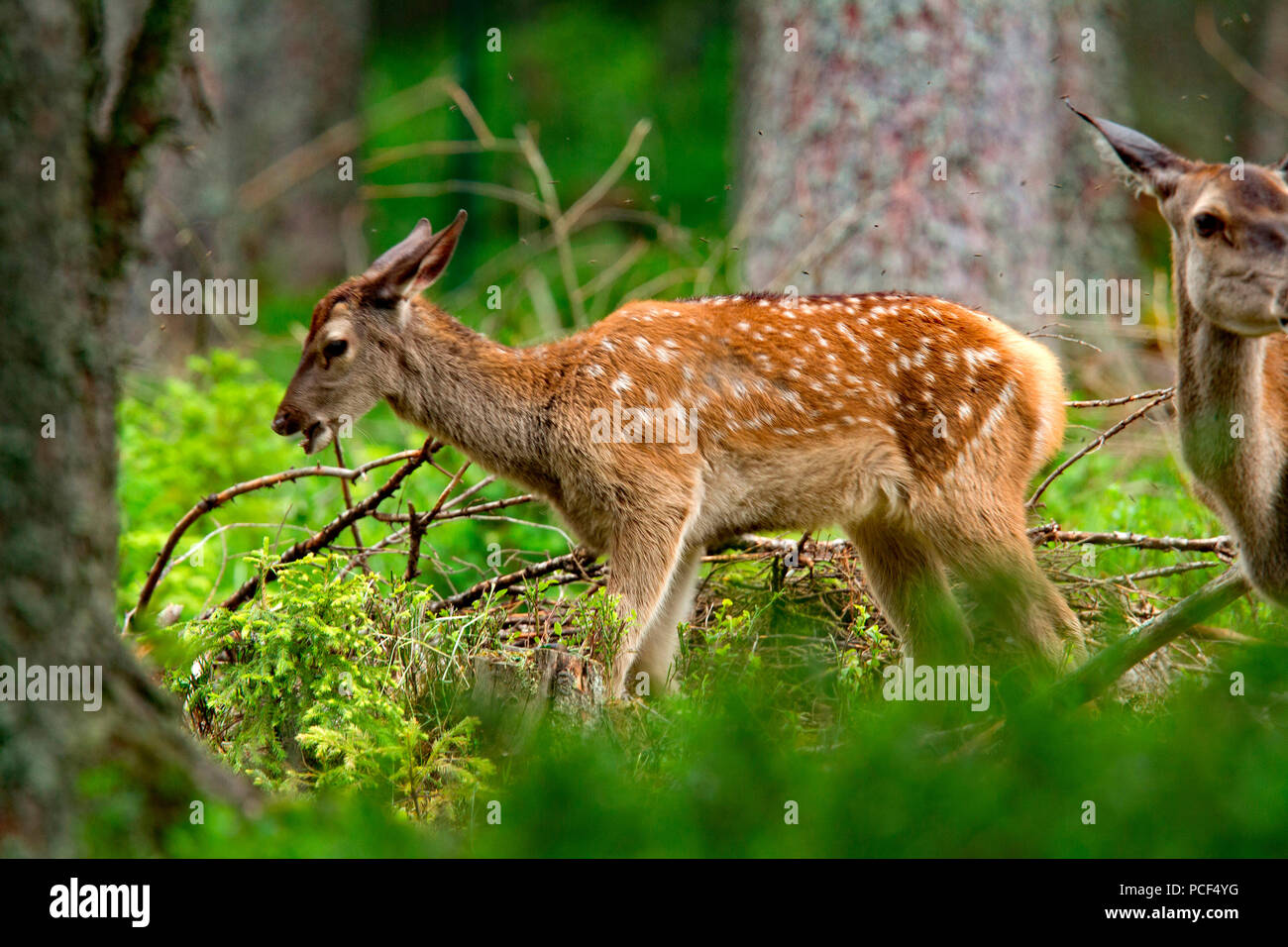 Red deer, germany hi-res stock photography and images - Alamy
