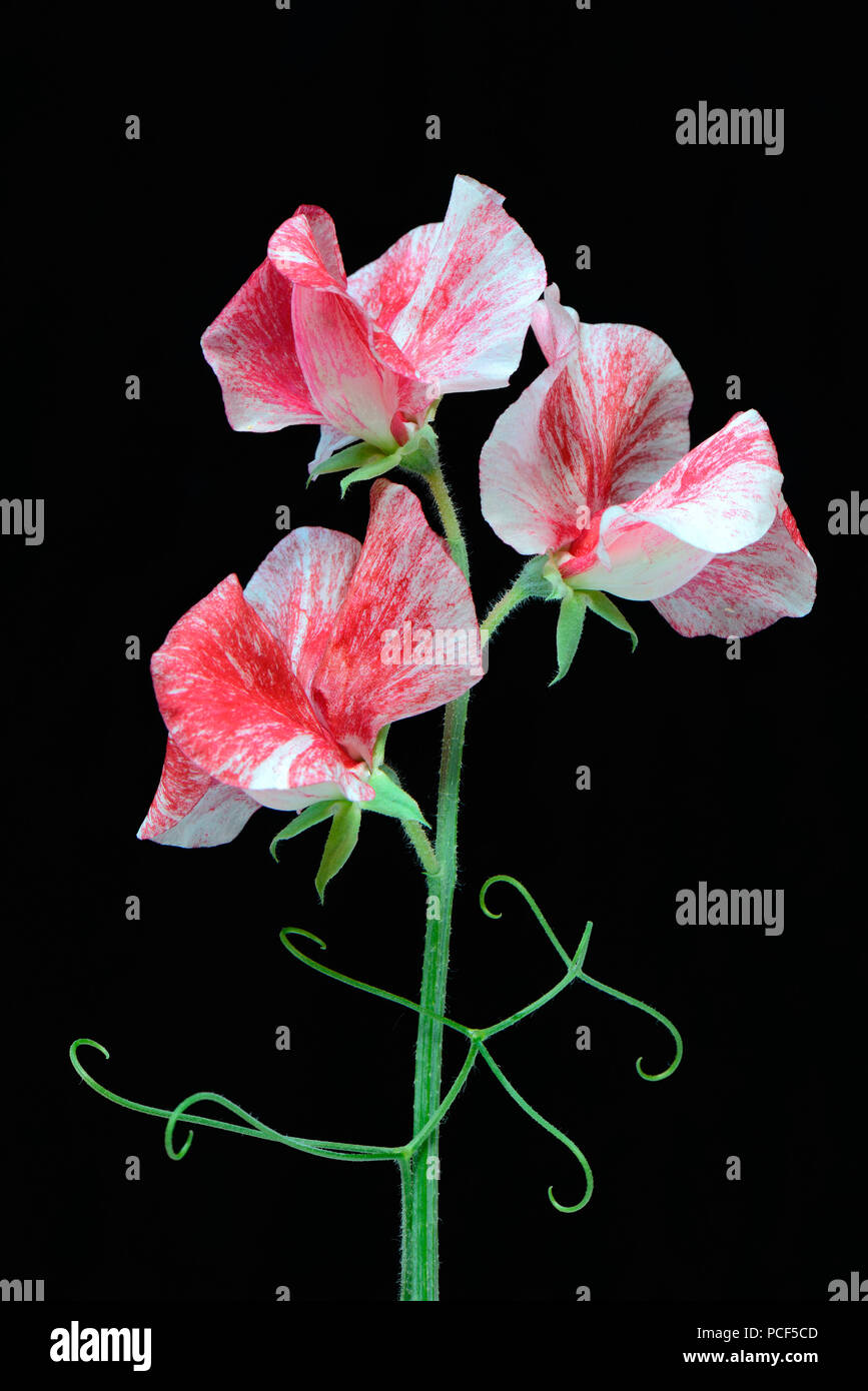 Duftwicke, Sorte Janey, Lathyrus odoratus Stock Photo - Alamy