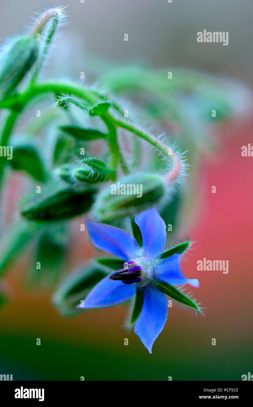 Borretsch blossom hi-res stock photography and images - Alamy