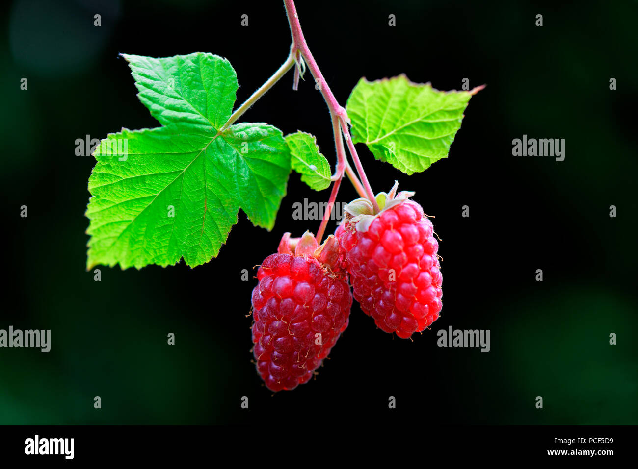 Rubus idaeus x fruticosus hi-res stock photography and images - Alamy