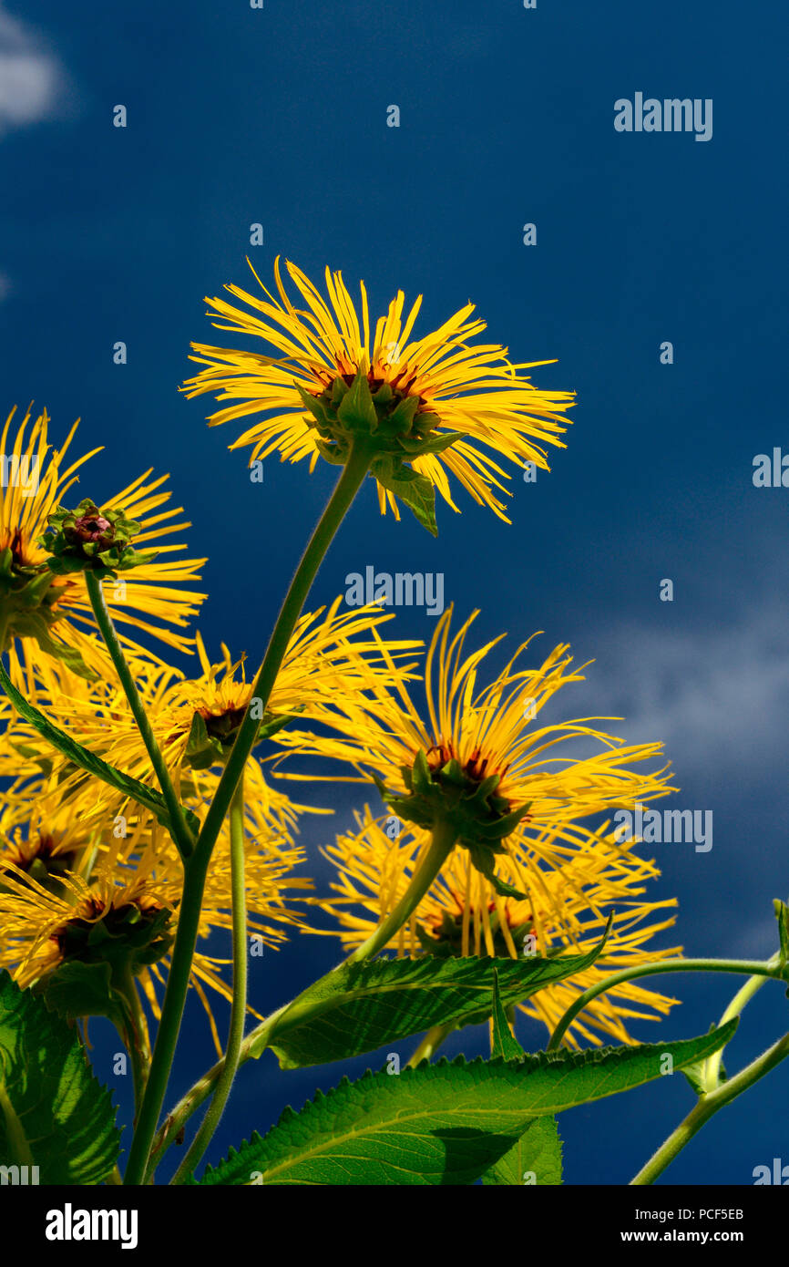 Echter Alant, Inula helenium Stock Photo - Alamy