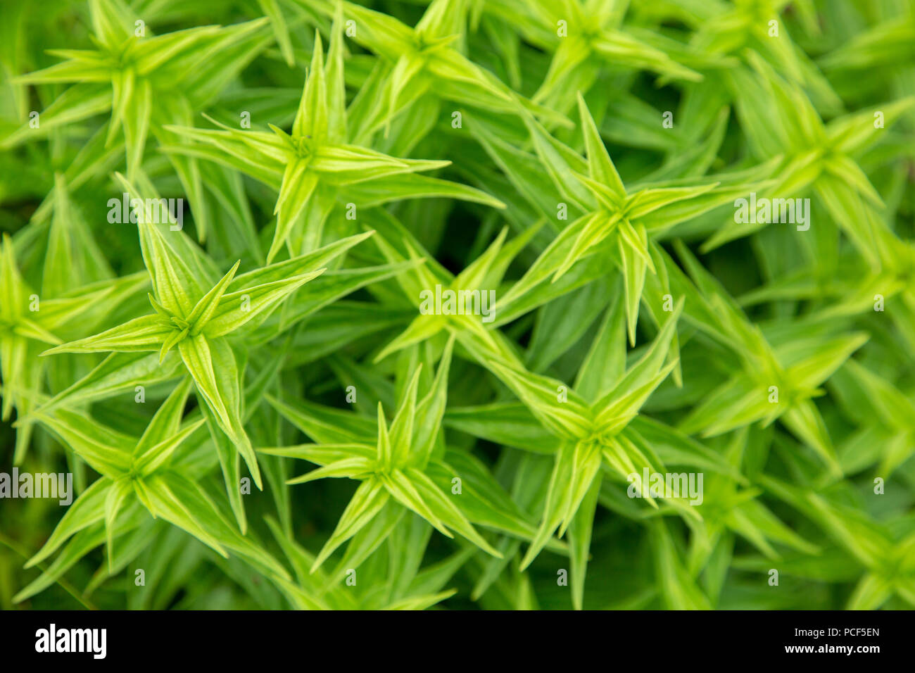 Texture of green pointed leaves of a growing plant. Top view Stock ...