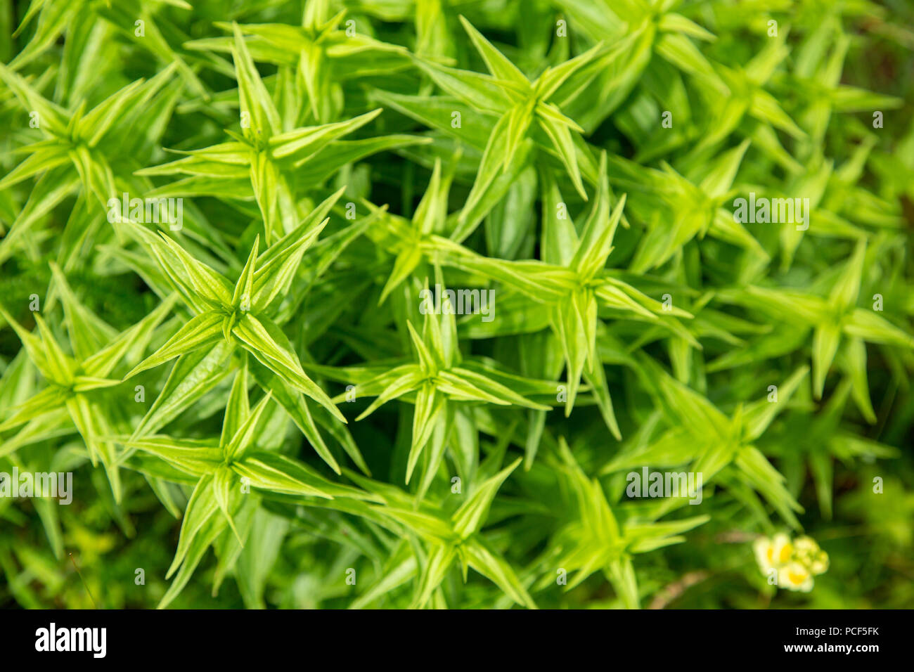 Texture of green pointed leaves of a growing plant. Top view Stock ...