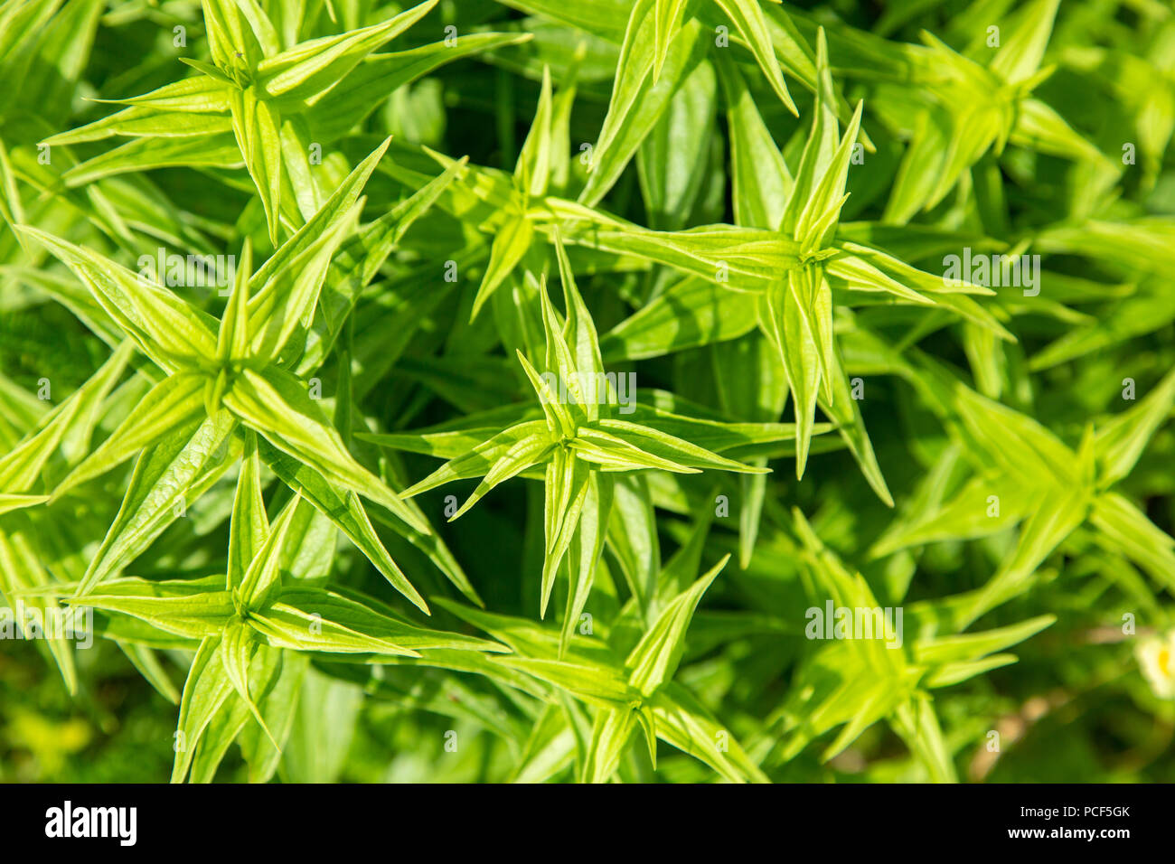 Texture of green pointed leaves of a growing plant. Top view Stock ...