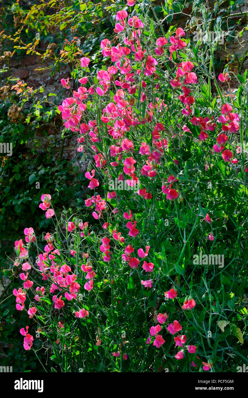 Lathyrus plant hi-res stock photography and images - Alamy
