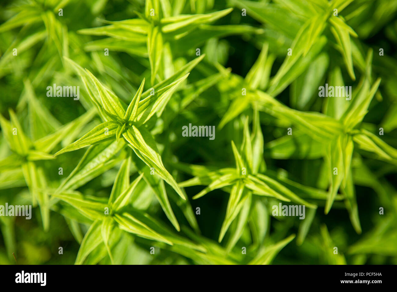 Texture of green pointed leaves of a growing plant. Top view Stock ...