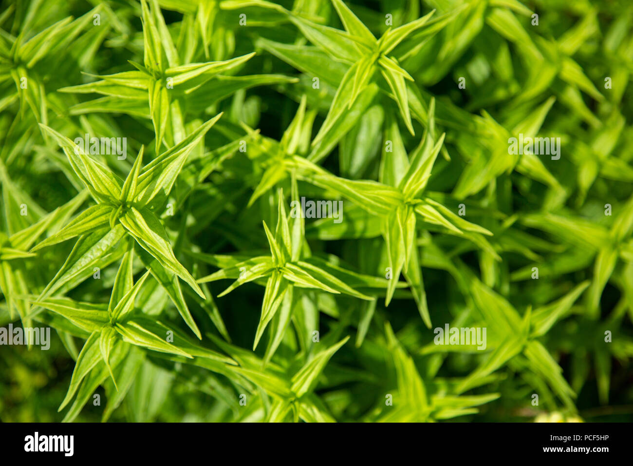 Texture of green pointed leaves of a growing plant. Top view Stock ...