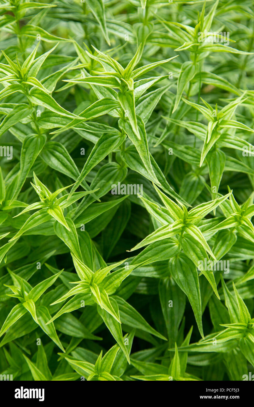 Texture of green pointed leaves of a growing plant. Top view Stock ...