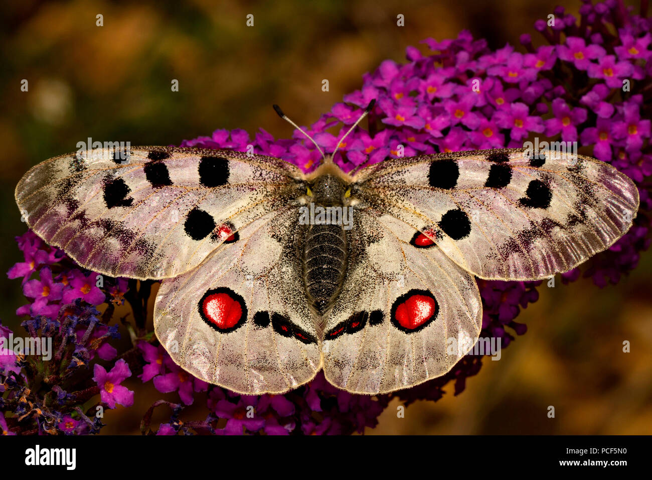 apollo butterfly, (Parnassius apollo Stock Photo - Alamy