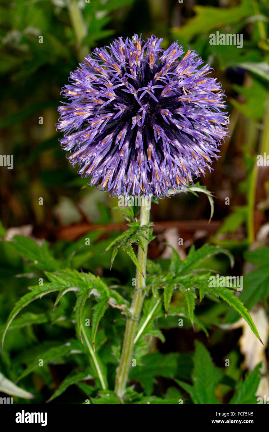 Echinops ritro hi-res stock photography and images - Alamy