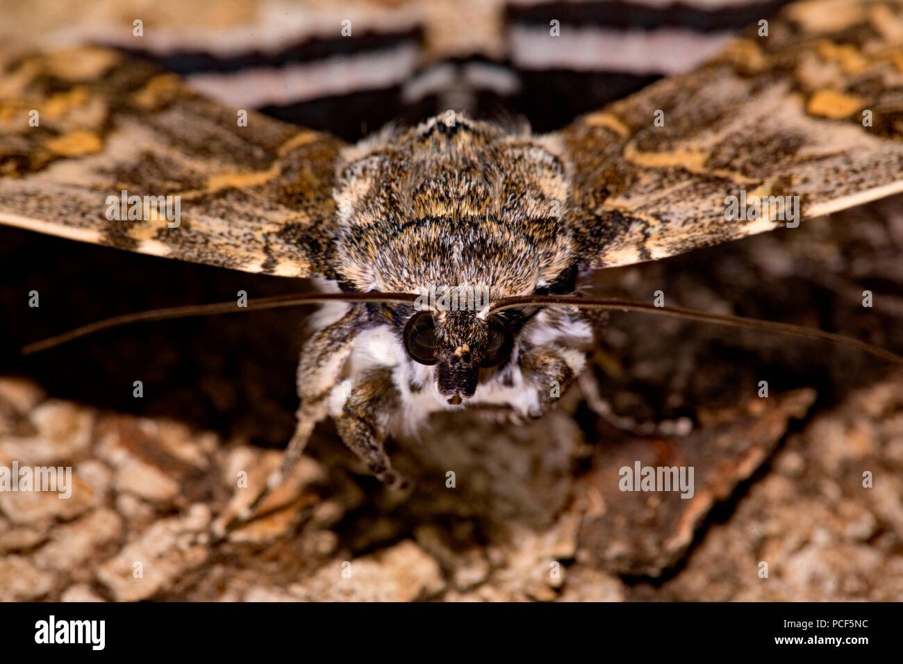 Blue underwing moth hi-res stock photography and images - Alamy